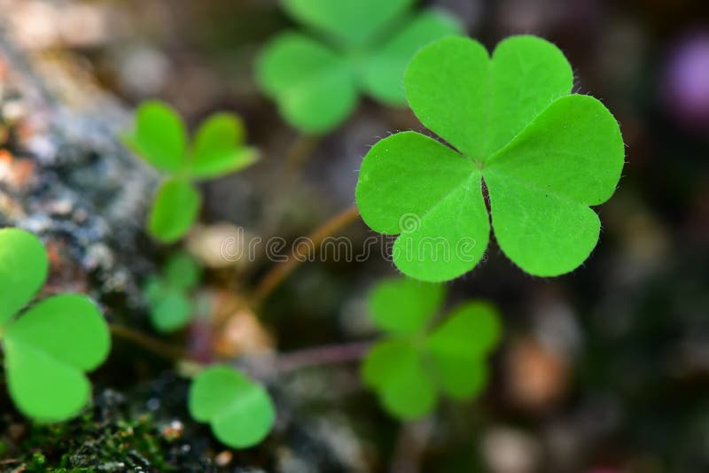 Lucky Flower Details in the Garden Stock Image - Image of natural ...