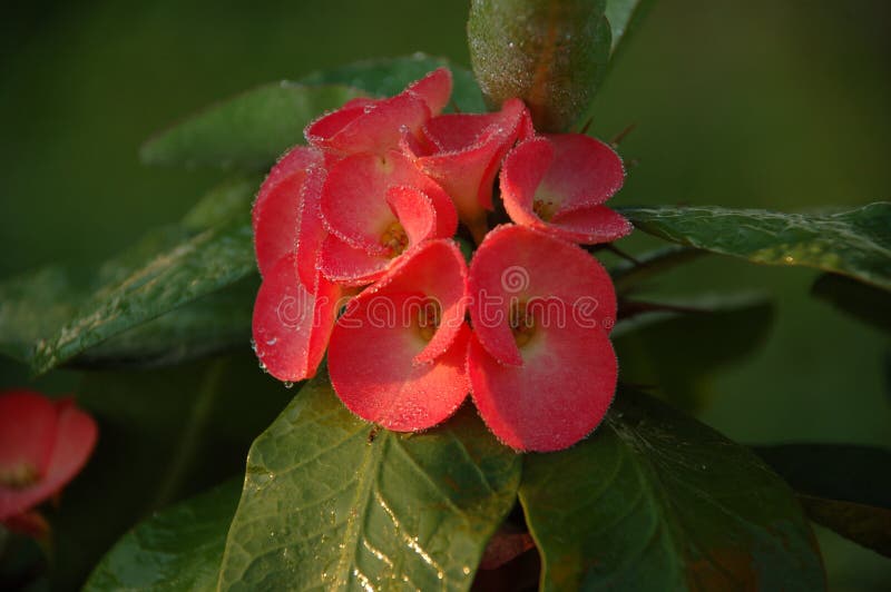Lucky flower stock photo. Image of reality, flower, petals - 53444144