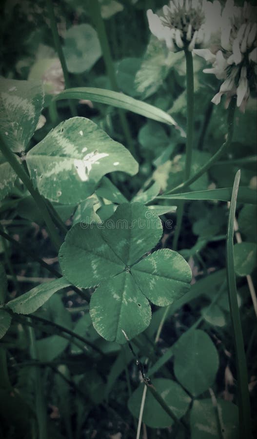 Lucky forever stock image. Image of lucky, clover, forever - 152637035