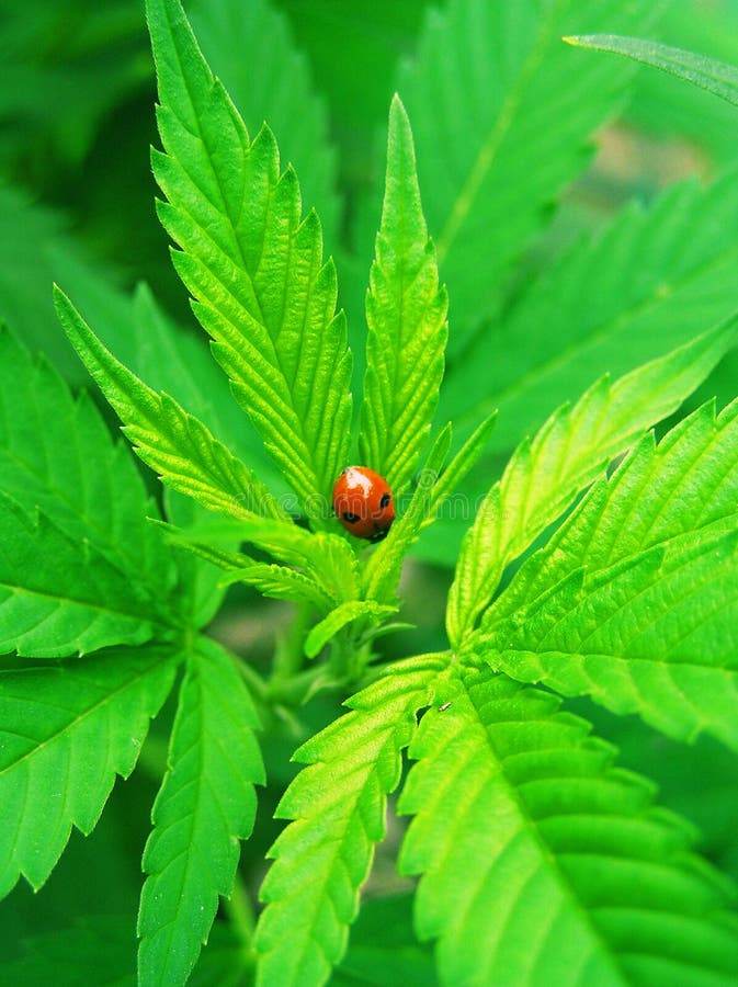 Lucky ladybug stock photo. Image of green, process, legal - 6563818