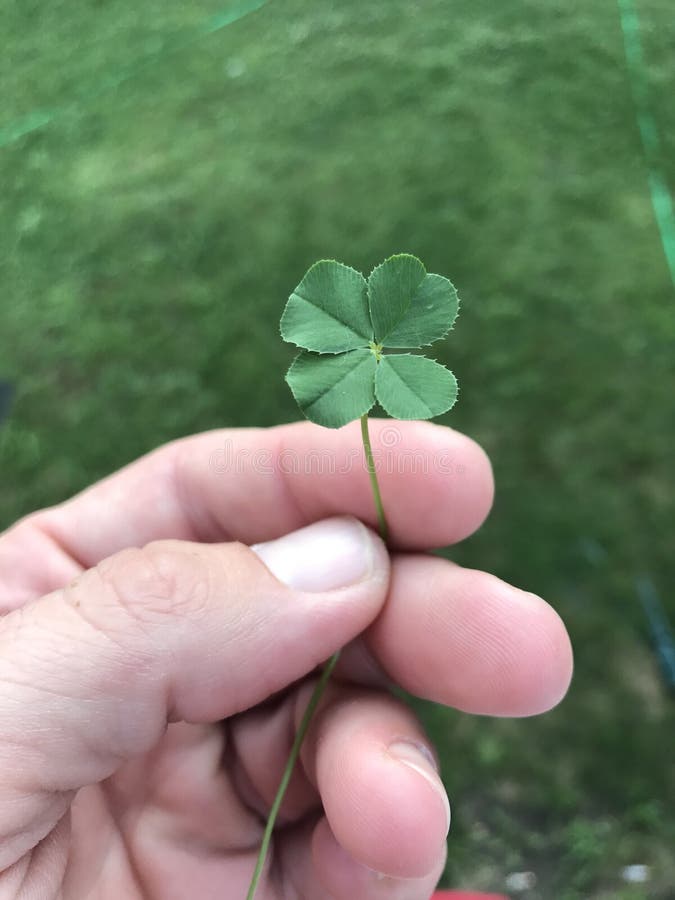 Lucky stock photo. Image of perfect, lucky, clover, rare - 96423794