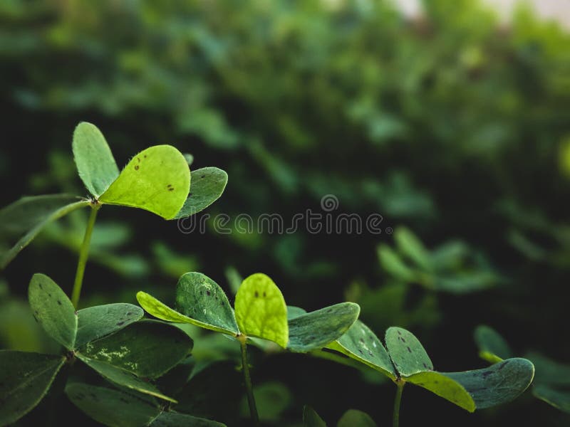 Lucky leaf stock photo. Image of fresh, environment - 137374978