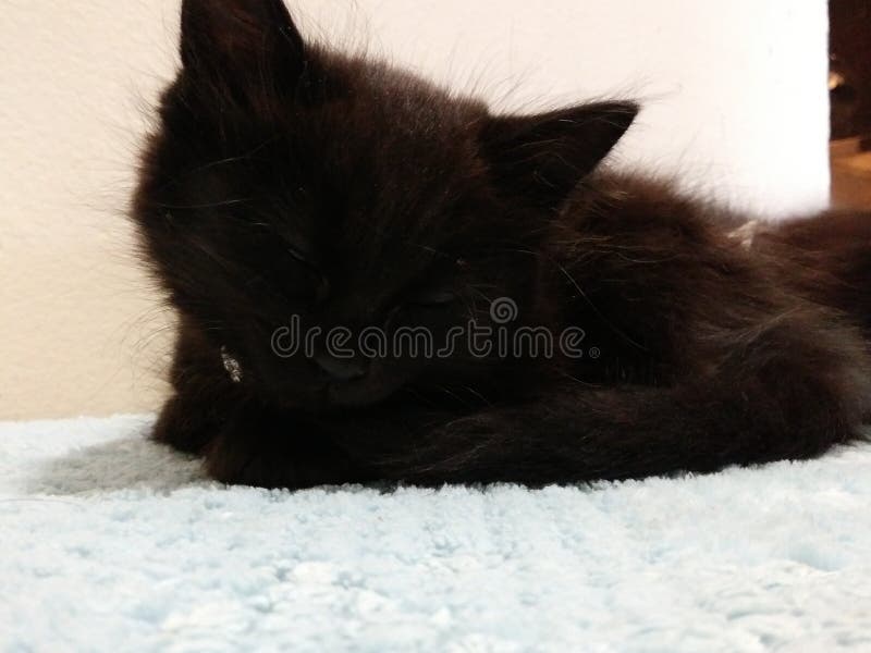 Lucky stock image. Image of nice, poses, kitty, lucky - 115780101