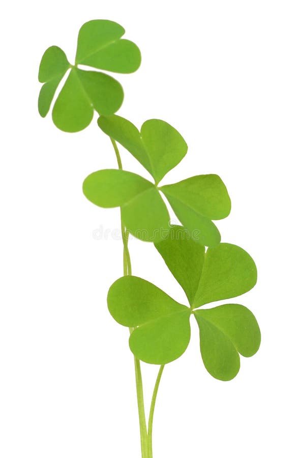 Lucky shamrock stock image. Image of tropic, hemisphere - 111447379