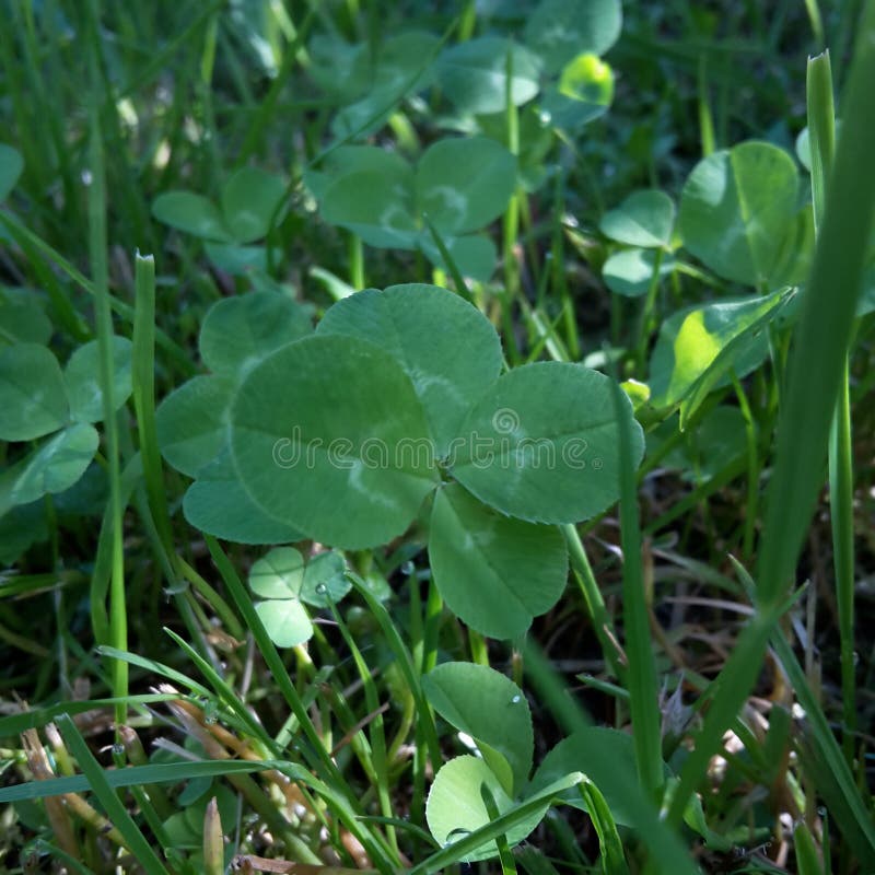 Lucky Shamrock in the Shade Stock Image - Image of shamrock, leaves ...