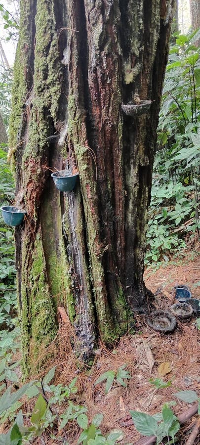 A Lucky Tree Whose Sap is Taken To Be Processed As Industrial Raw ...