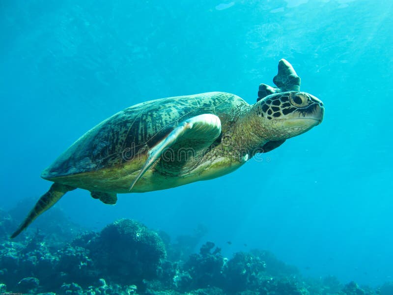 Lucky Turtle stock image. Image of ocean, underwater - 16048055