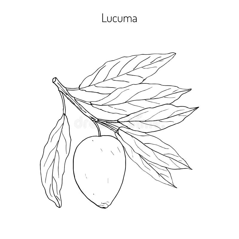 Lucuma. Organic superfood stock vector. Illustration of peru - 88762824