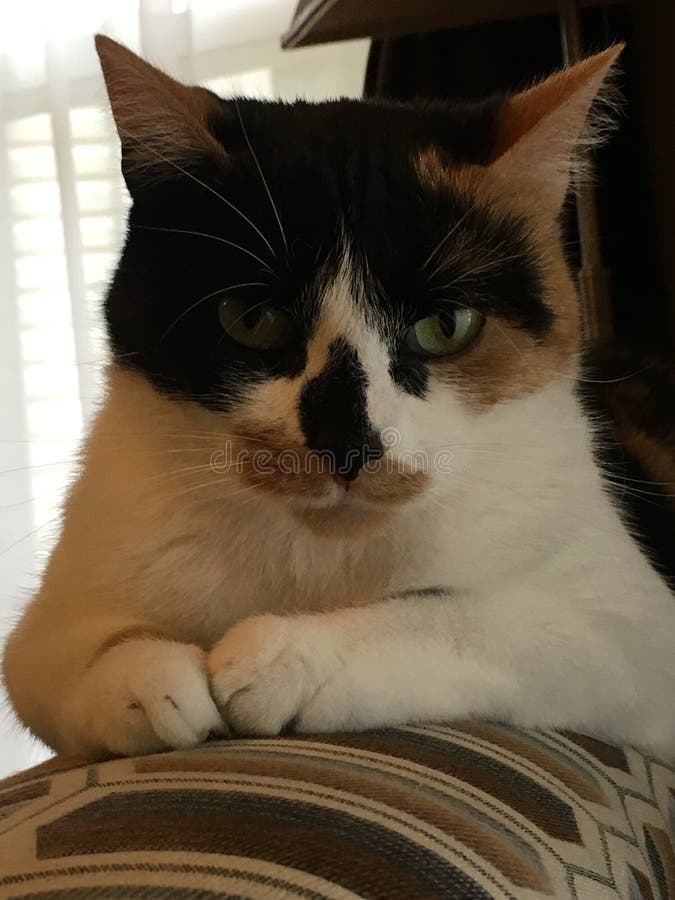 Lucy the calico stock image. Image of snout, snowshoe - 101735387