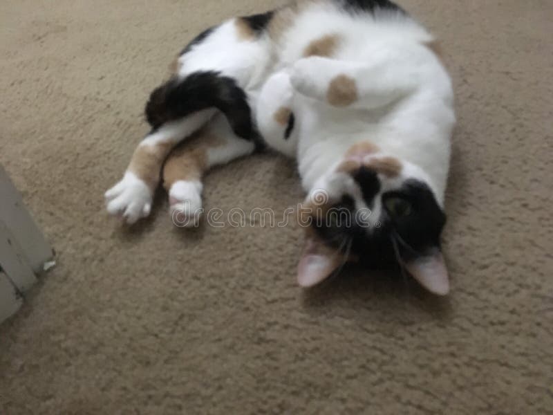 Lucy the Calico stock photo. Image of mammal, landseer - 101735386