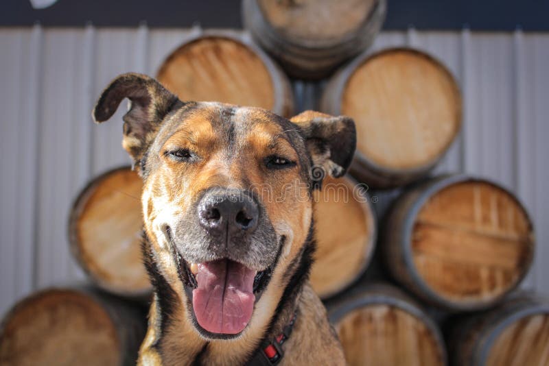 Dummer Hund stockbild. Bild von tier, freund, brut, kostüm - 23302709