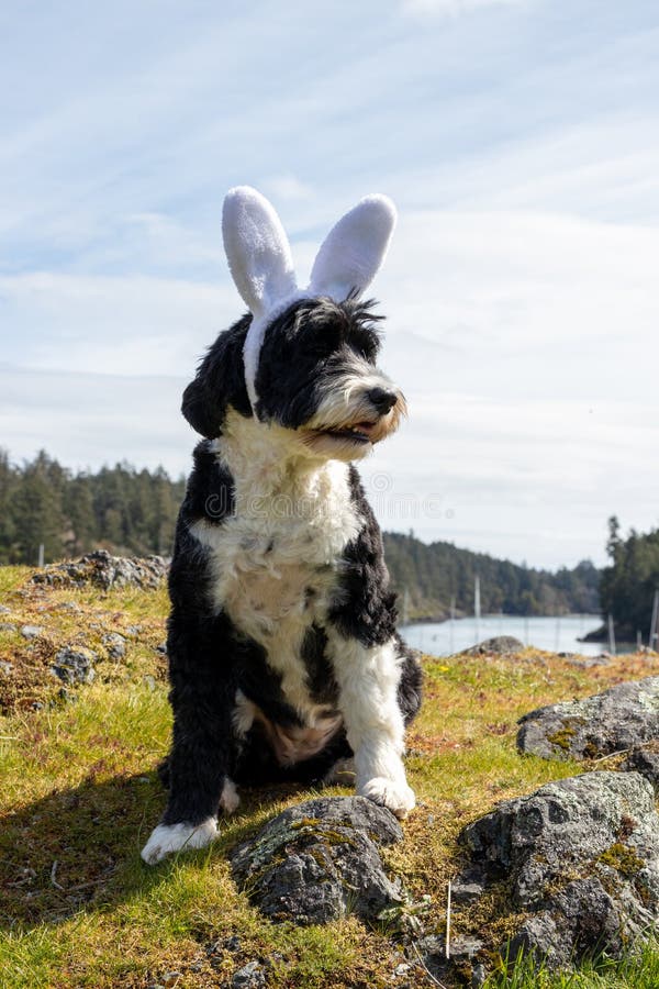 Dog Wearing Bunny Ears at Easter Stock Image - Image of domestic ...