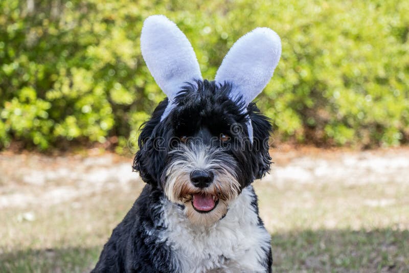 Dog Wearing Rabbit Ears Outside Stock Photo - Image of animals ...