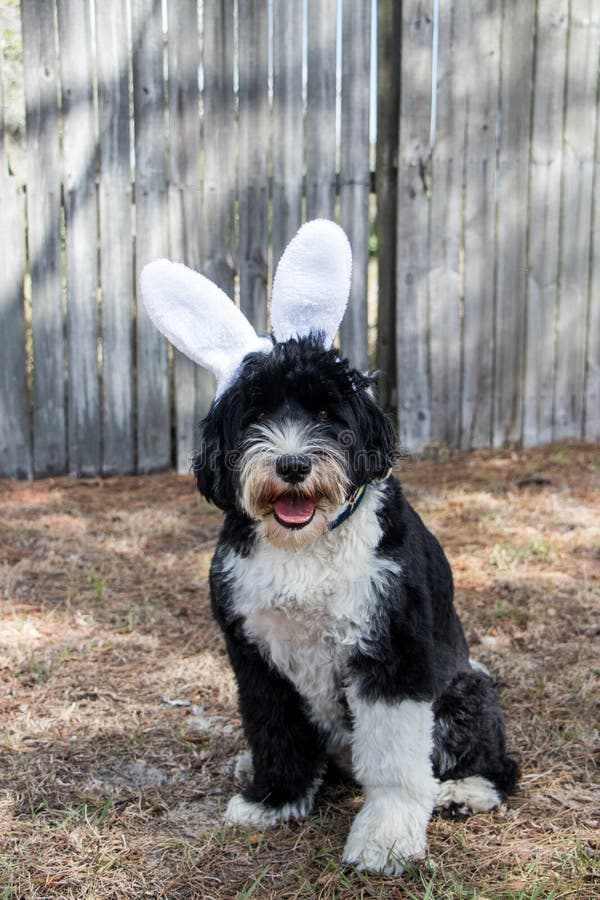 Dog Dressed Up As the Easter Bunny Stock Photo - Image of adorable ...