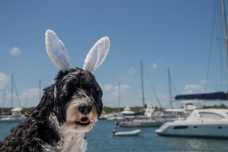 Dog Wearing Bunny Ears on the Boat in Hope Town, Bahamas Stock Photo ...