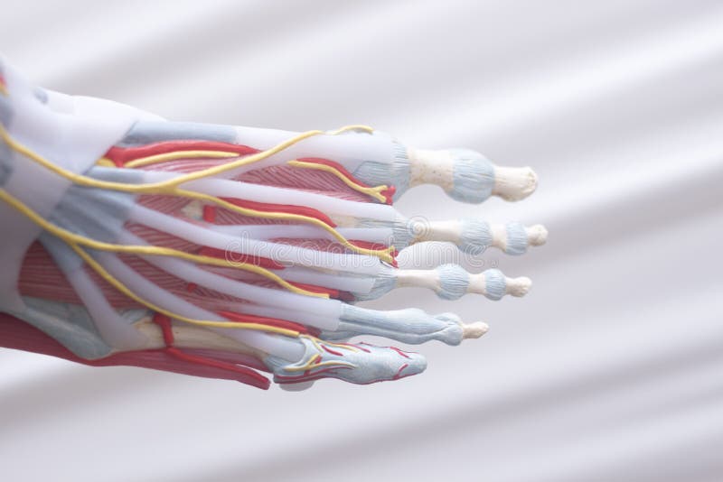 Ludzkiej Stopy Palec U Nogi Model Zdjęcie Stock - Obraz złożonej z ...