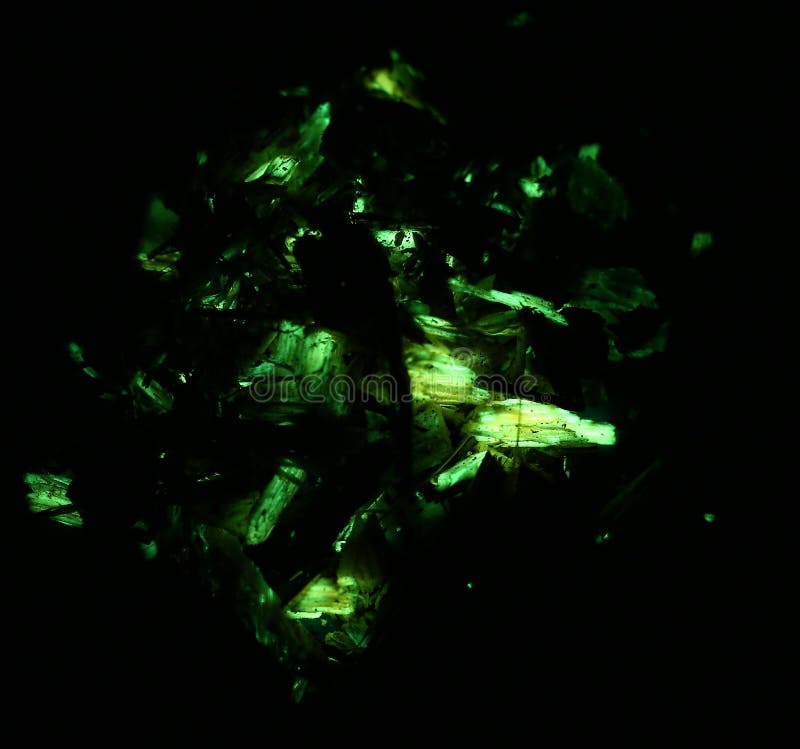 Lueur Verte De Mycena Bioluminescent Image stock - Image du champignon ...