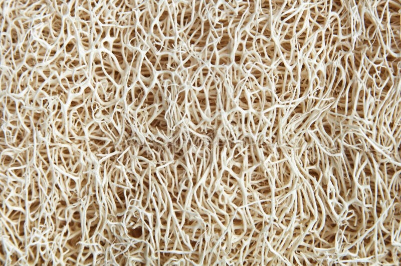 Lufah texture stock image. Image of care, luffa, scrub - 20031917