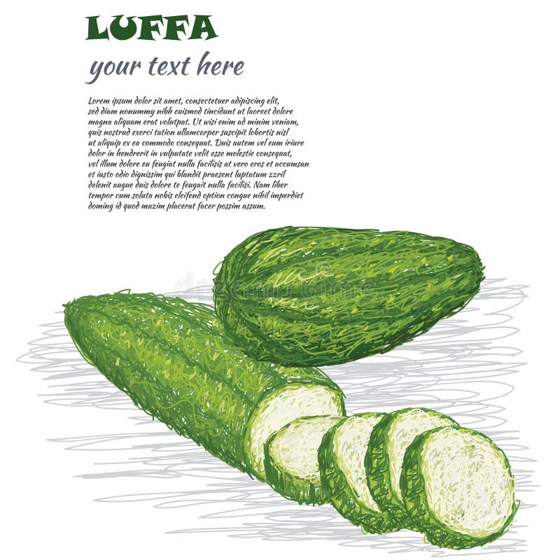 Luffa Stock Illustrations – 683 Luffa Stock Illustrations, Vectors ...