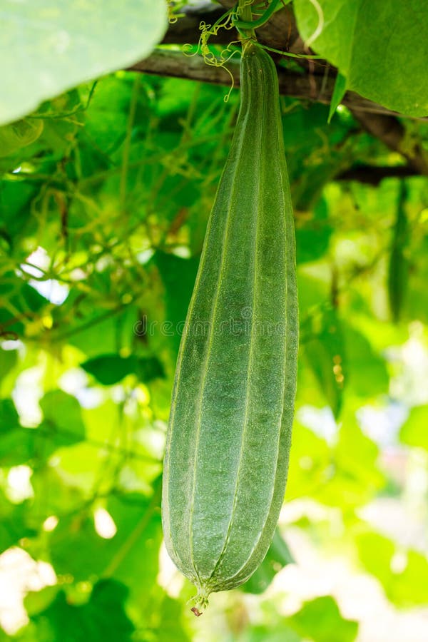 Luffa acutangula stock image. Image of bend, business - 40766079