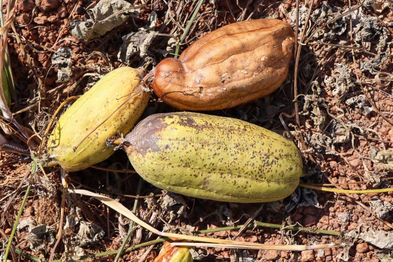 Luffa cylindrica are dying stock image. Image of garden - 207103423