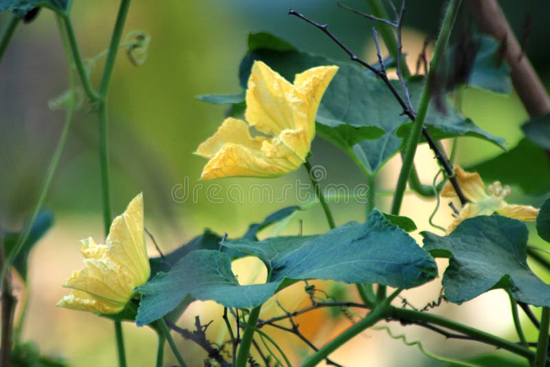 Sponge Gourd Flower in Field, Luffa Cylindrica Flower in Field Stock ...