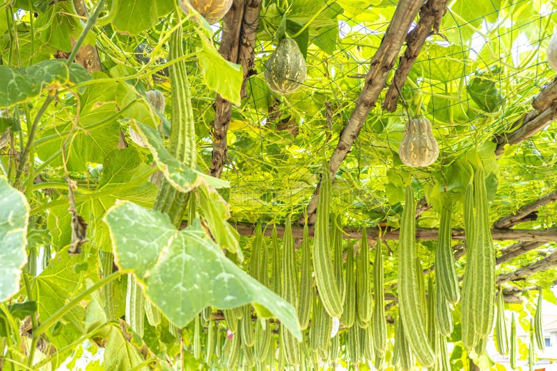 The Luffa Farm: Cultivating Nature& X27;s Versatile Sponge Stock Photo ...