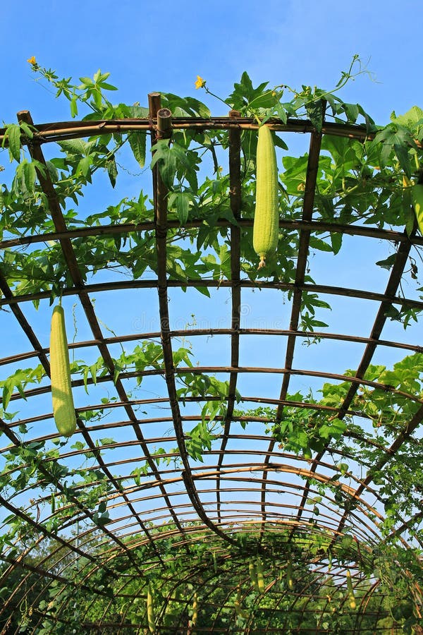 Luffa Farm Outdoors Thailand Stock Photos - Free & Royalty-Free Stock ...