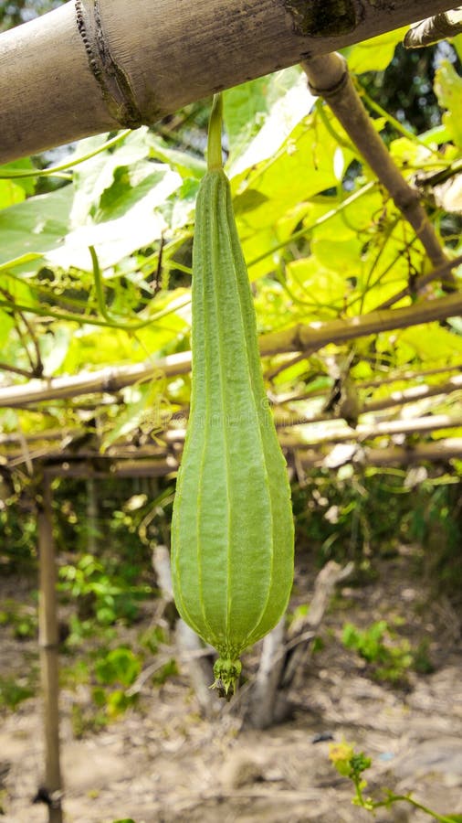 Luffa in the garden stock image. Image of natural, gourd - 77184915