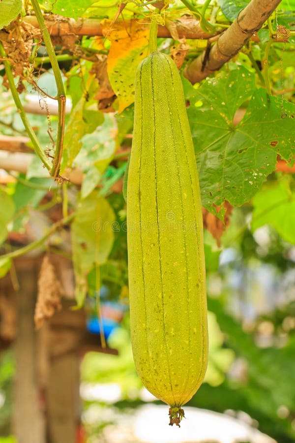 Luffa gourd stock image. Image of plant, luffa, gourd - 45601967