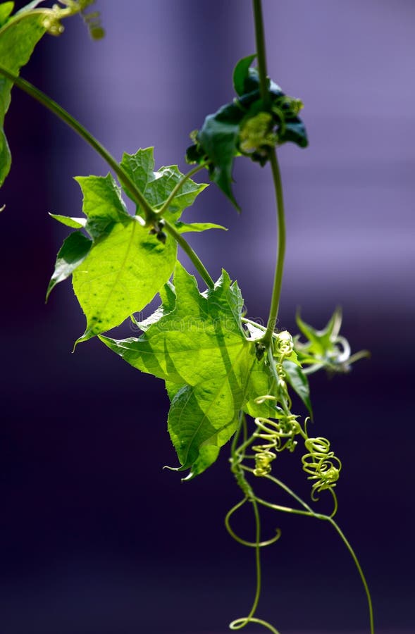 Luffa leaf stock photo. Image of wire, closeup, blue - 15394062
