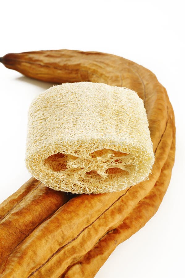 Luffa gourd stock image. Image of plant, luffa, gourd - 45601967