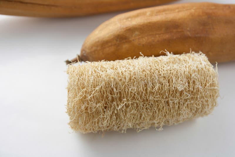 Natural bath luffa stock image. Image of fiber, sponge - 14591783