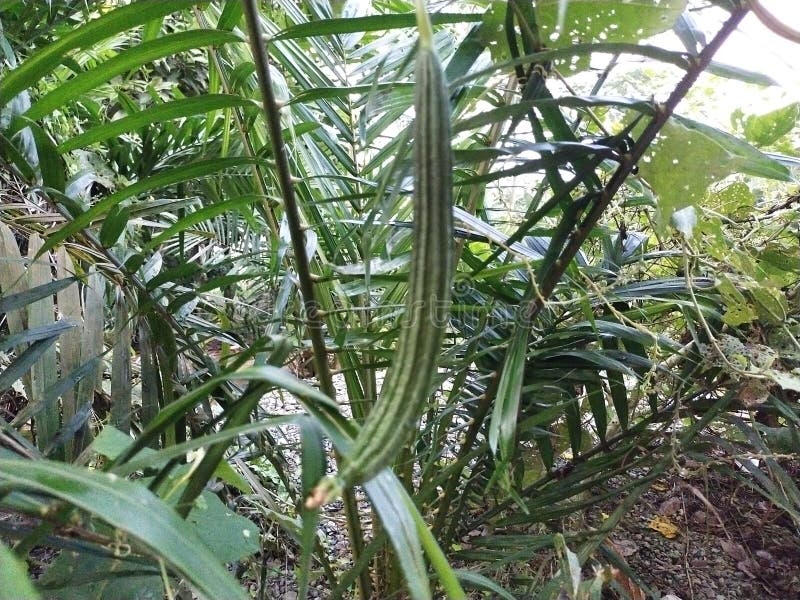 Luffa Plant Climbing on an Oil Palm Tree Stock Image - Image of tree ...