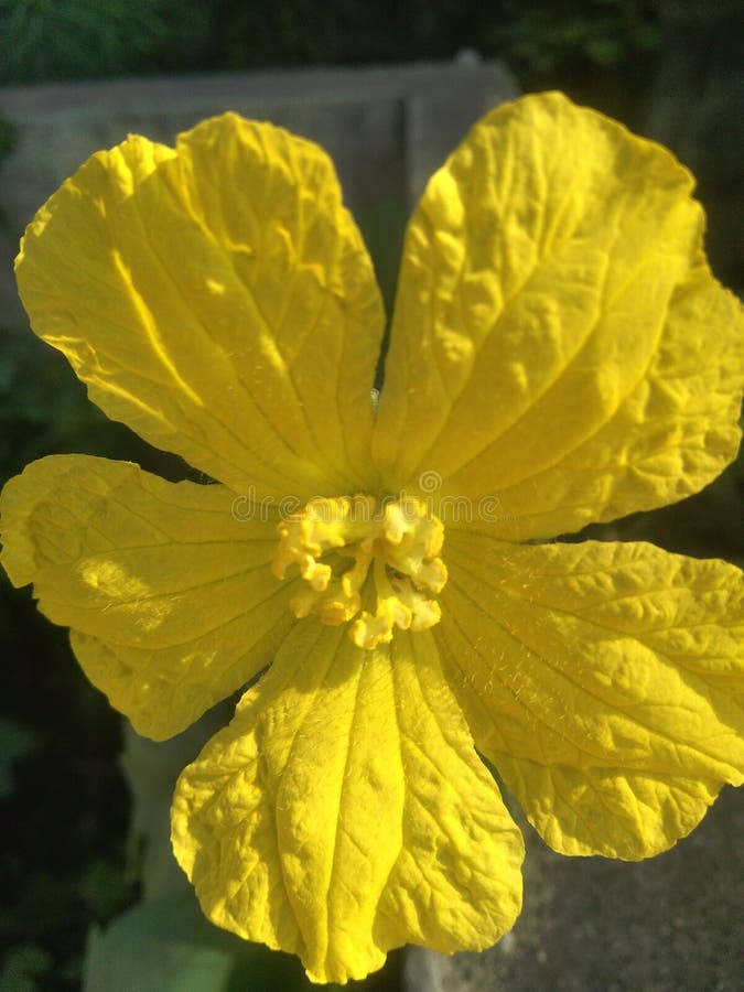 Luffa/Sponge Gourd flower stock photo. Image of beautiful - 133907122