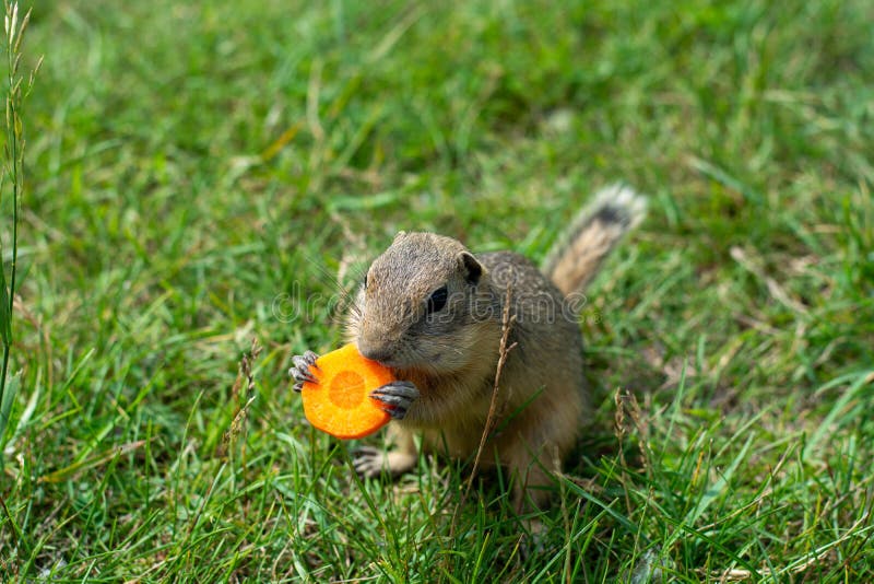Luffy Cute Gopher Sitting on a Green Meadow on a Sunny Day Stock Image ...