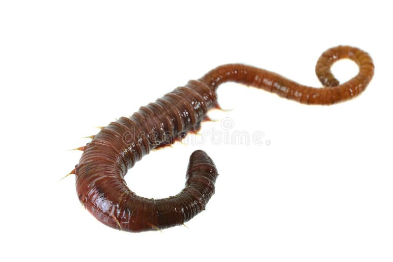 Lug Worm (Arenicola Marina) Stock Photo - Image of wildlife, marine ...