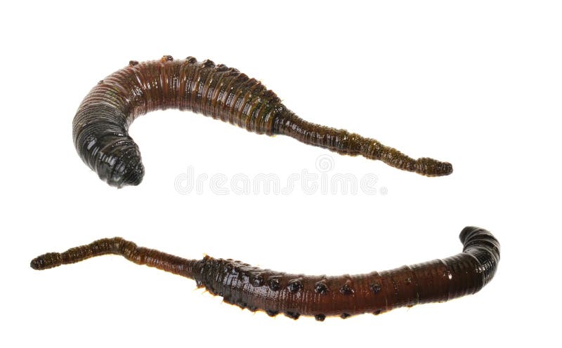 Lug Worm (Arenicola Marina) Stock Photo - Image of wildlife, marine ...