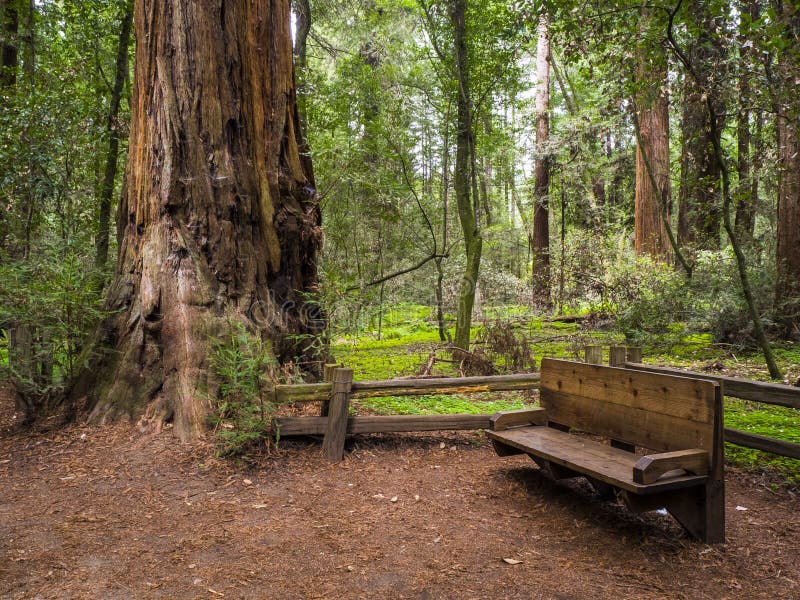 Lugar De Descanso Dentro Del Bosque De La Secoya Imagen de archivo ...