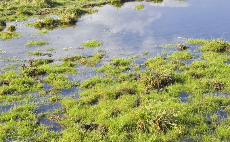 Lugar pantanoso foto de archivo. Imagen de penacho, travieso - 16783128