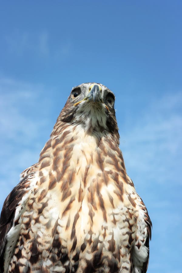 Lugger Falke stockfoto. Bild von jäger, nave, stark, falke - 26750554