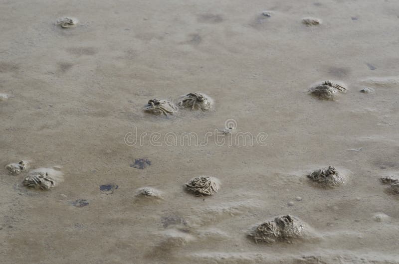 Lugworm Ou Sandworm, Porto De Arenicola Foto de Stock - Imagem de ...