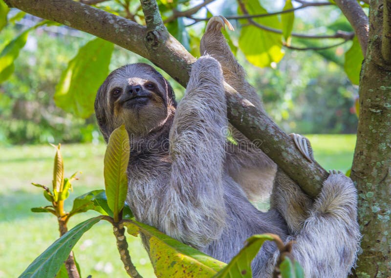 Luiaard in Costa Rica stock foto. Image of rica, costa - 71486966