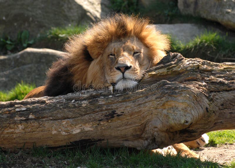 Luie leeuw stock foto. Image of savanne, bedreiging, luiheid - 2192610