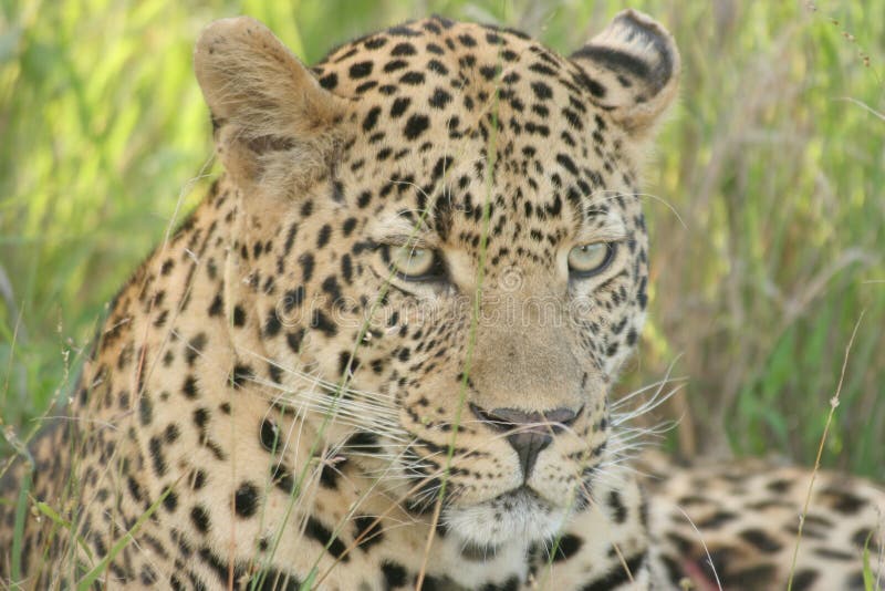 Luie luipaard stock foto. Image of vlekken, luipaard - 41159310