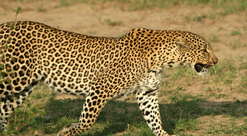 Luipaard stock foto. Image of roofdier, groot, vlekken - 13929256