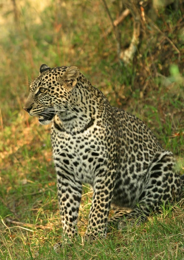 Luipaard stock foto. Image of roofdier, groot, vlekken - 13929256