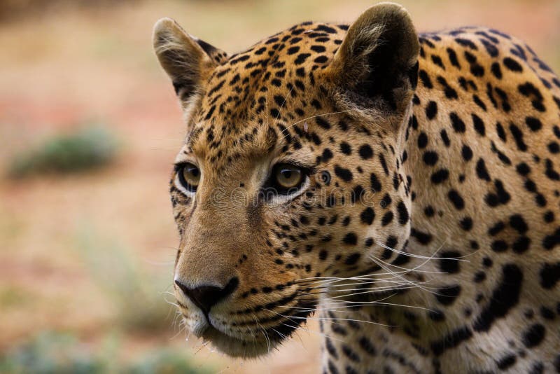 Luipaard stock foto. Image of gezicht, sinaasappel, nave - 13619750
