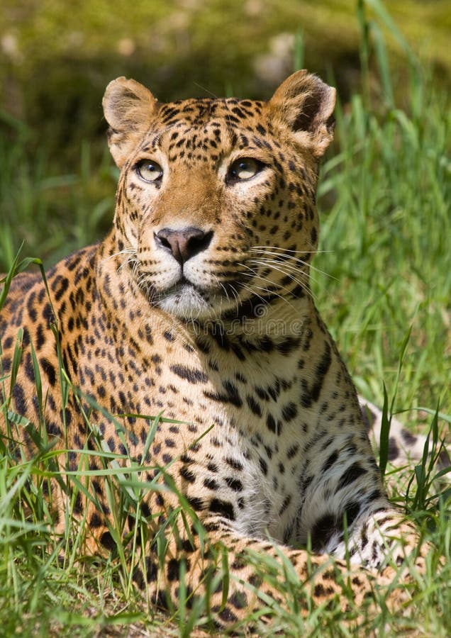 Luipaard stock afbeelding. Image of luipaard, zoogdieren - 15421259