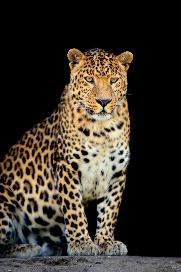 Sneeuwluipaard stock afbeelding. Image of bevroren, gevangen - 35883903